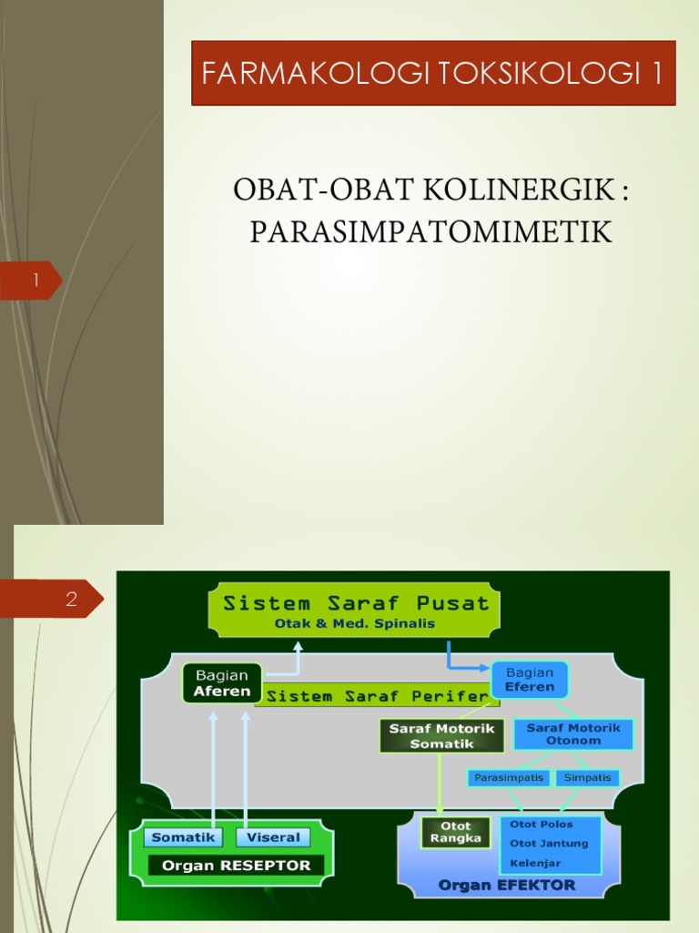 Obat Kolinergik dan Efeknya | PDF