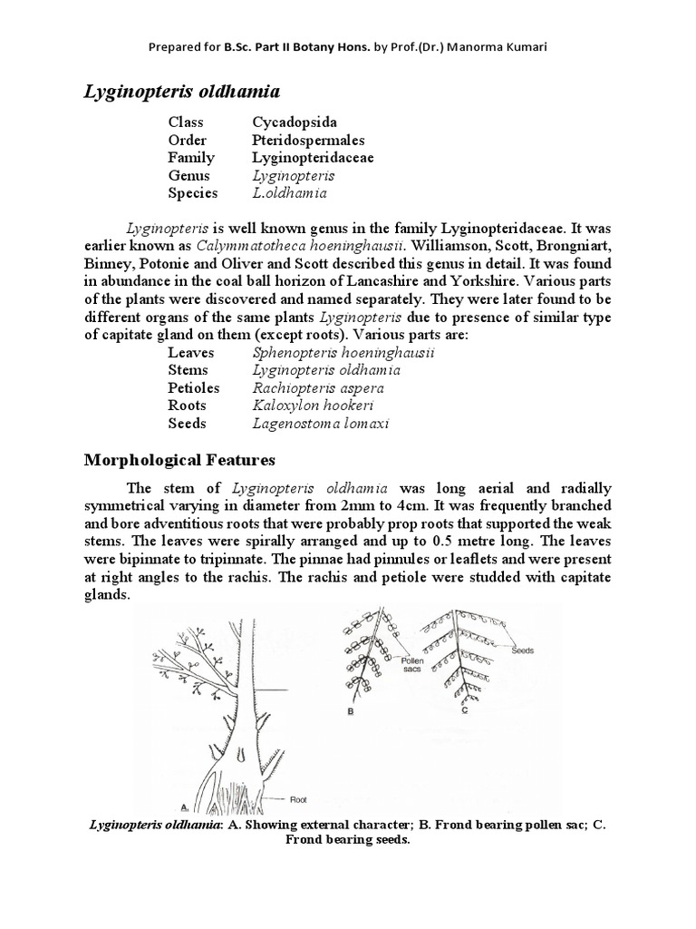LYGINOPTERIS OLDHAMIA B.Sc. Part II Botany Hons. Prof. (DR.) Manorma ...