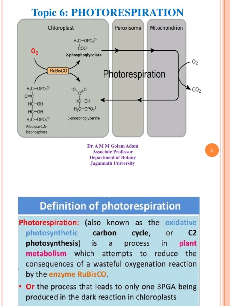 Photorespiration. Bot2206 | PDF