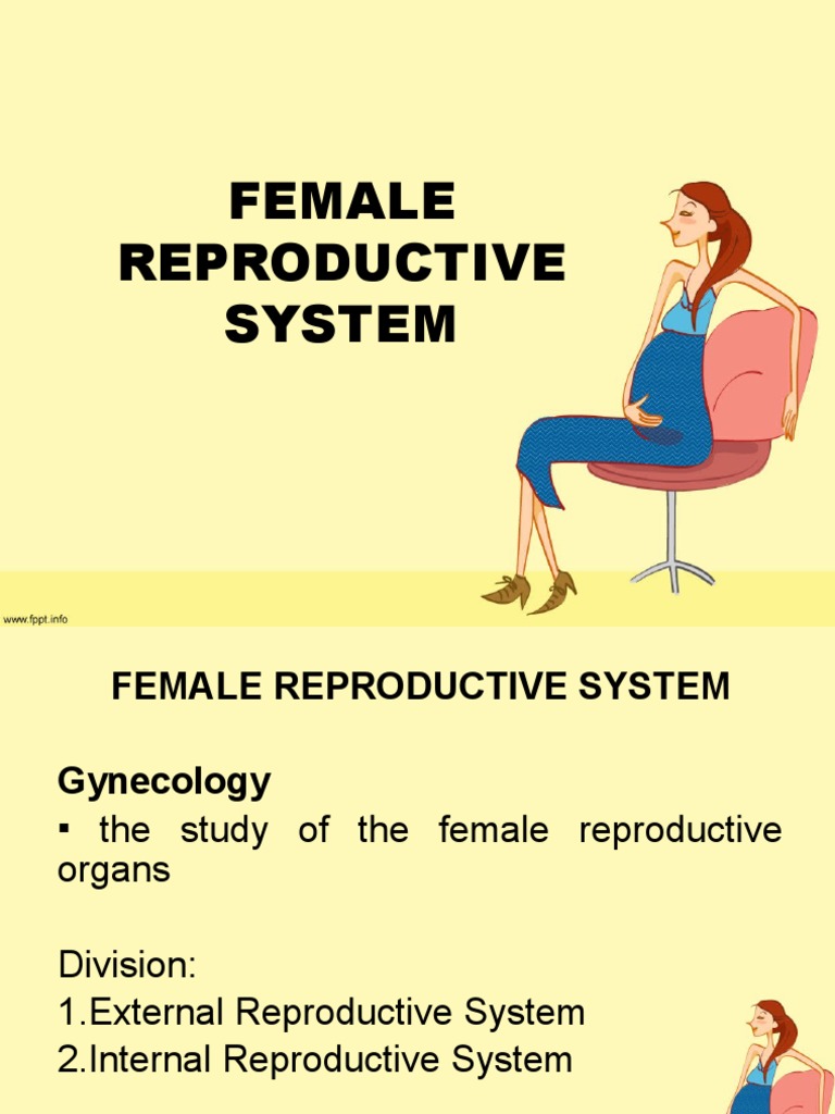 Female Reproductive System | PDF | Menstrual Cycle | Ovary