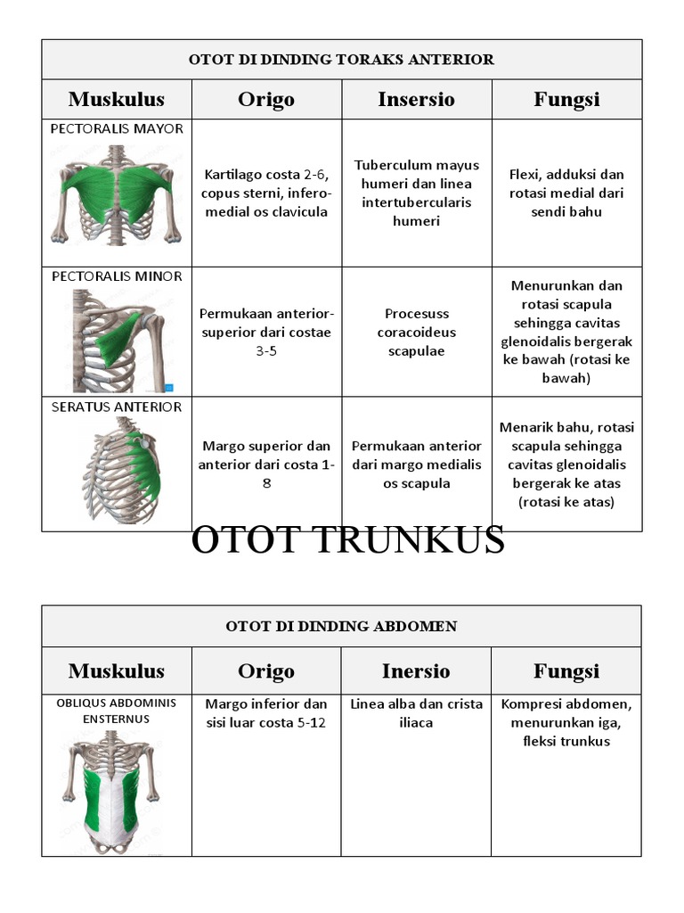 Otot Trunkus | PDF