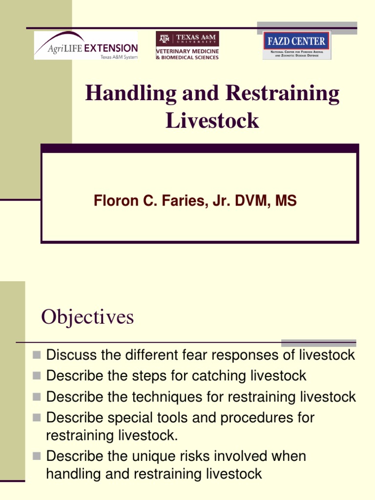 Handling Restraining Livestock | PDF | Calf | Cattle