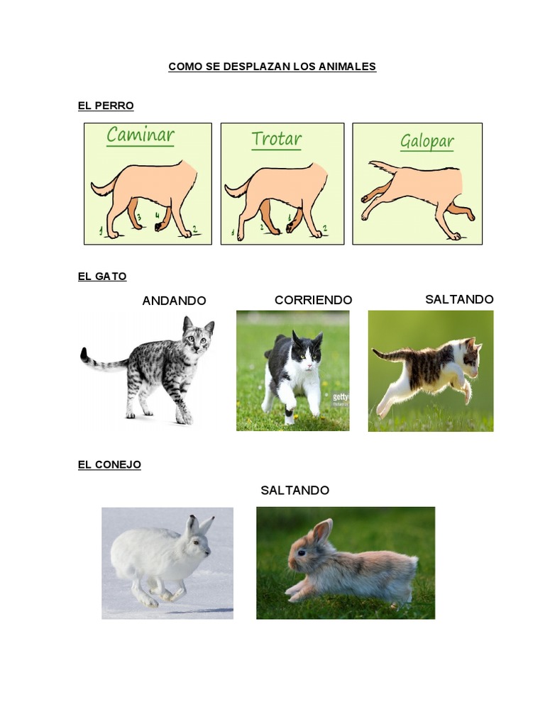 Como Se Desplazan Los Animales | PDF