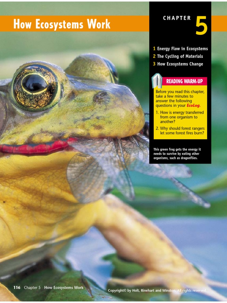 How Ecosystems Work | PDF | Food Web | Ecosystem