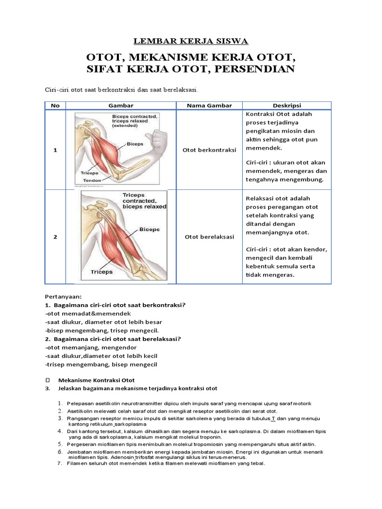 LKS Otot & Sendi | PDF