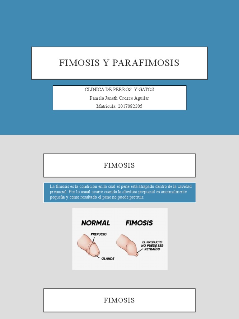 Fimosis y Parafimosis en Perros y Gatos | PDF | Rtt | Pene