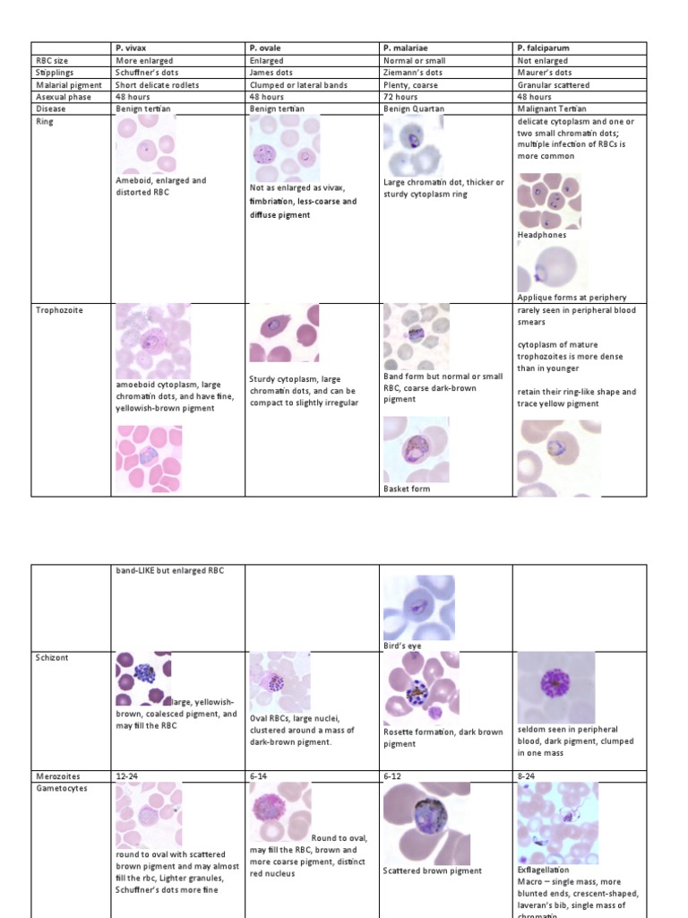 P. vivax vs P. ovale vs P. malariae vs P. falciparum | PDF | Plasmodium ...