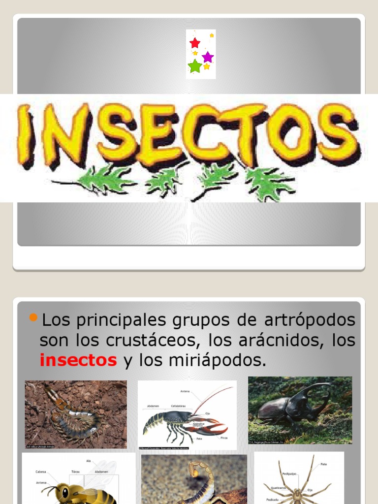 Diagrama De Insetos Exoesqueleto Los Insectos Morfología De Los