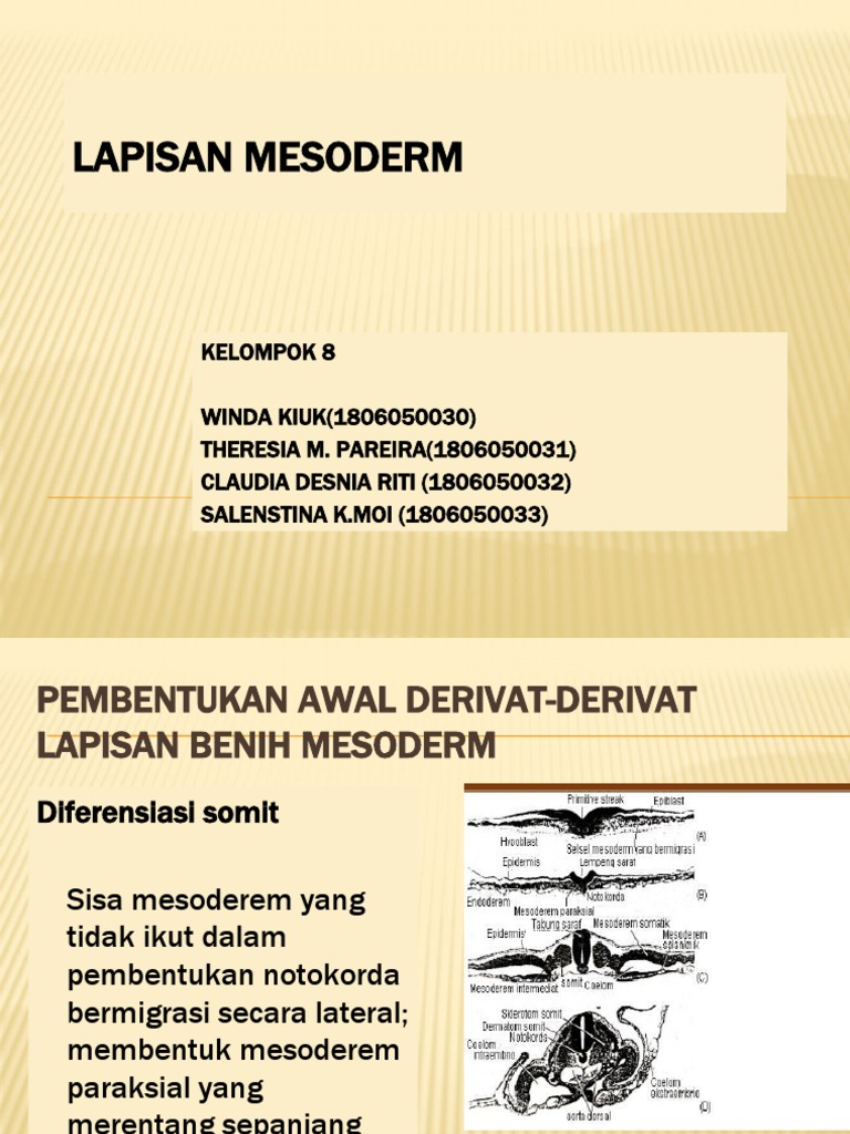 Organogenesis dan Perkembangan Mesoderm | PDF