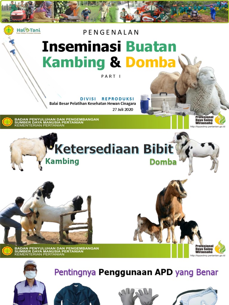 Inseminasi Buatan Pada Kambing Domba | PDF