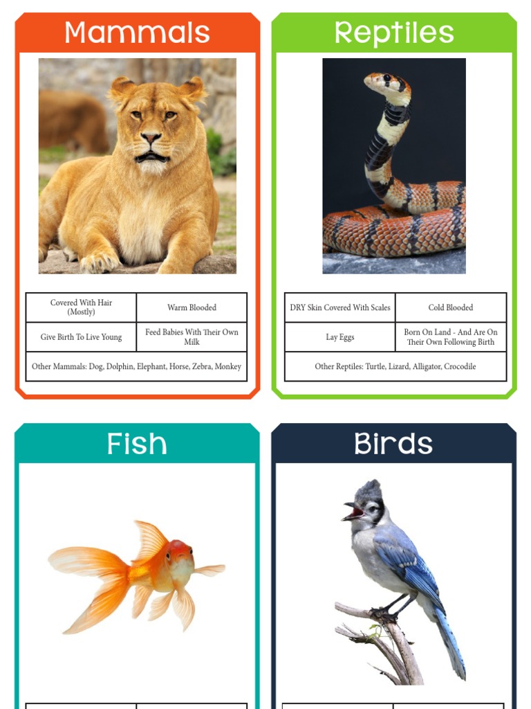 Animal Classification Cards | PDF