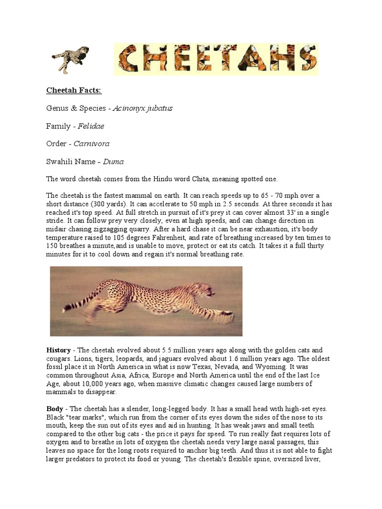 Cheetah Facts:: Genus & Species - Acinonyx Jubatus Family - Felidae ...