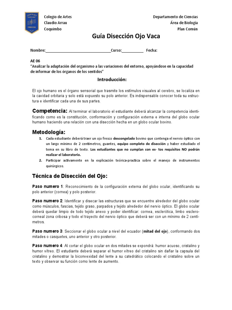 Guía de Disección del Ojo de Vaca | PDF | Ojo humano | Ojo