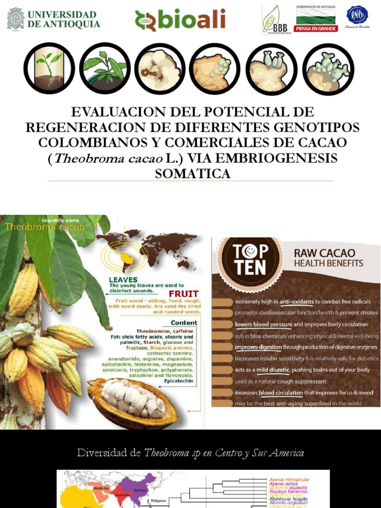 Embriogenesis Somatica en Cacao | PDF | Tasa interna de retorno | Biología