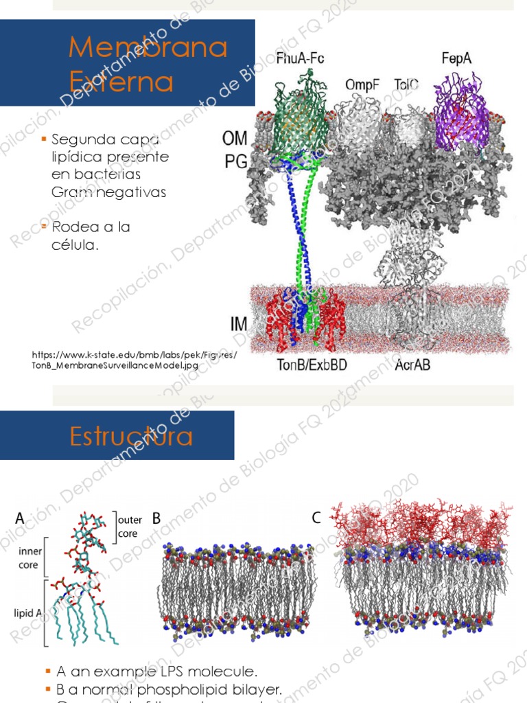 Membrana Externa PDF | PDF | Bacterias Gram-negativo | Lipopolisacárido