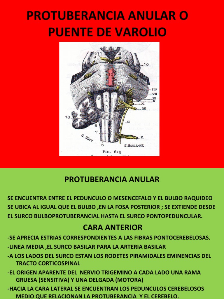Clase 6 Protuberancia | PDF | Tronco encefálico | Neurociencia