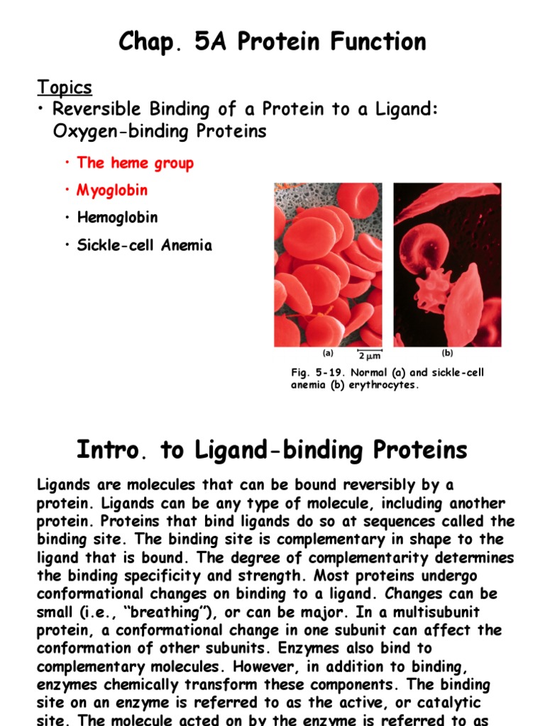 s15 Miller Chap 5a Lecture | PDF | Hemoglobin | Molecular Binding