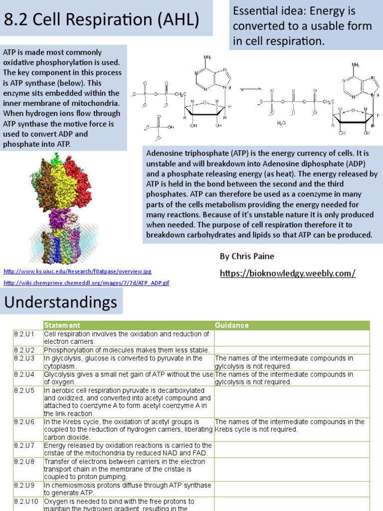 BioK 8.2 Cell Respiration AHL | PDF | Cellular Respiration | Adenosine ...