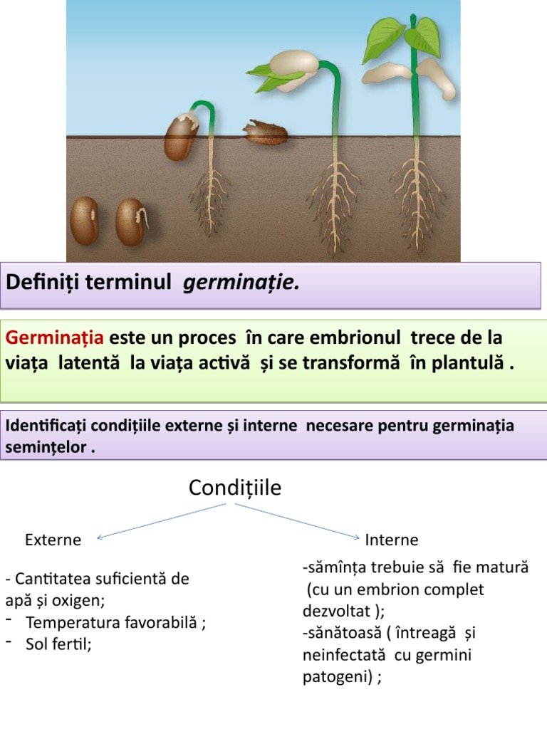 Germinarea Semințelor | PDF
