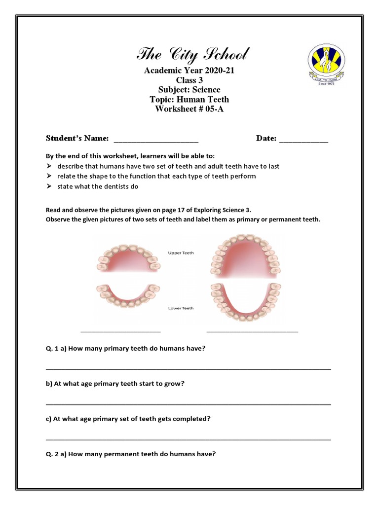 Understanding Human Teeth: A Worksheet on Primary and Permanent Teeth ...