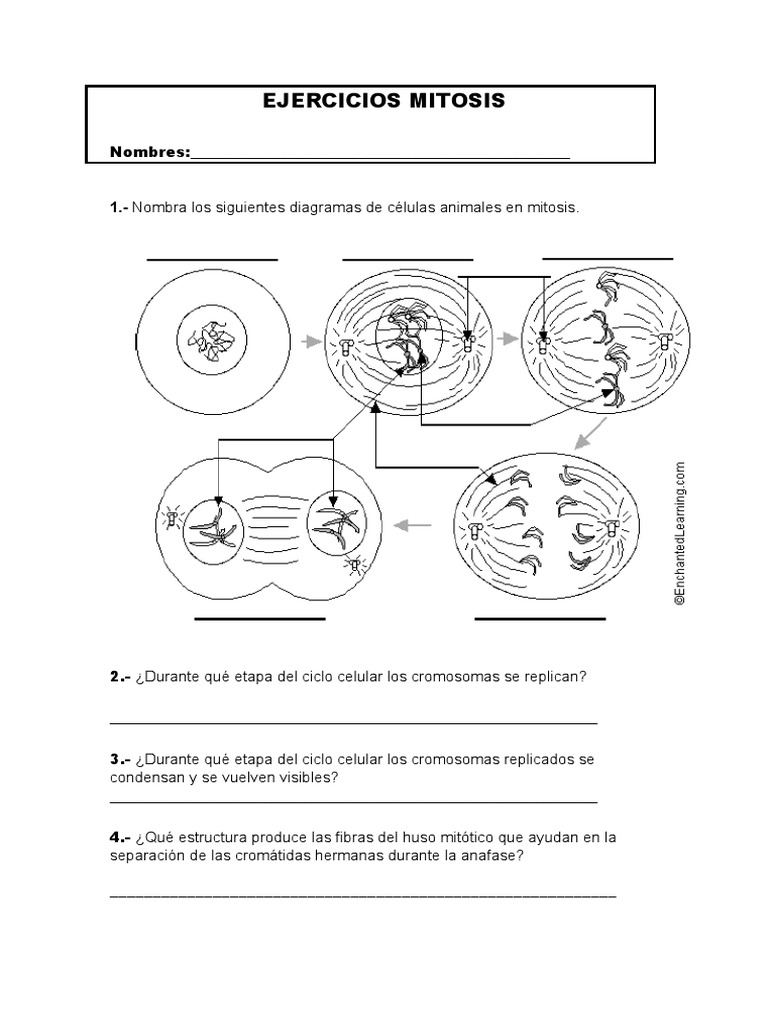 Hoja De Trabajo De La Mitosis: Fases Del Ciclo Celular