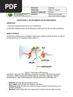 Tipos Inflorescencias | PDF | Flores | Morfología Vegetal