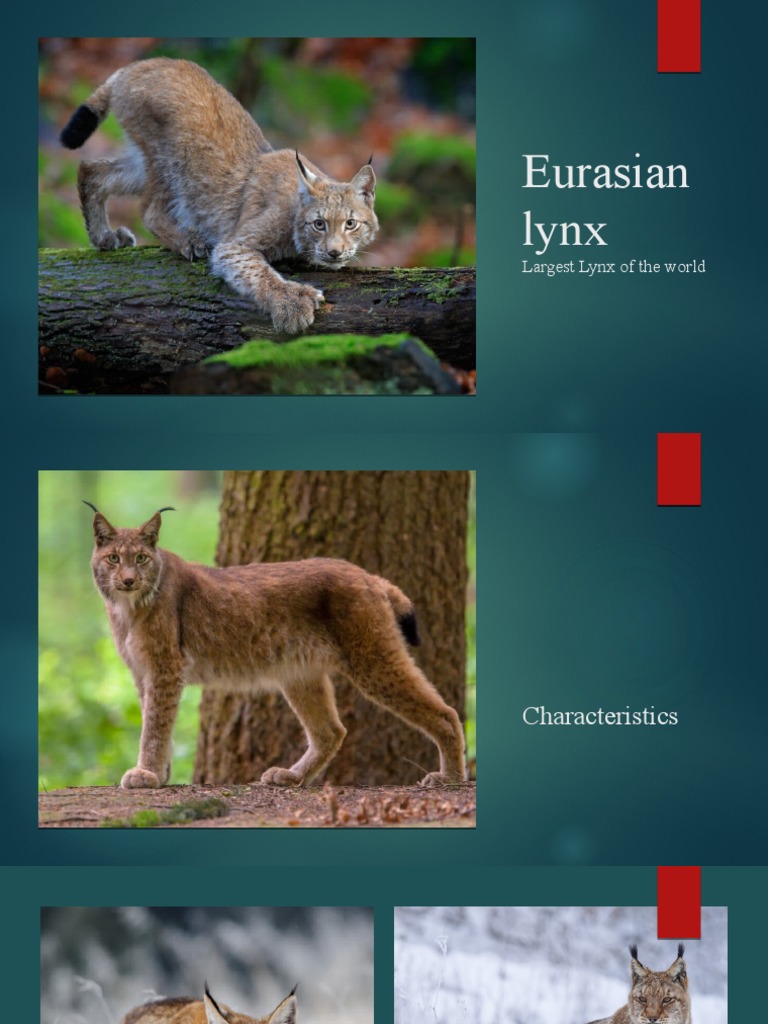 Eurasian Lynx: Largest Lynx of The World | PDF