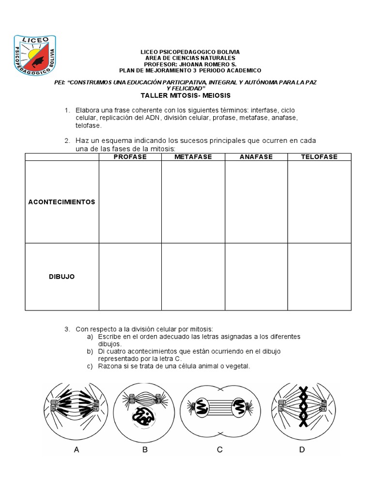 Taller Mitosis y Meiosis | PDF | Mitosis | Mitosis