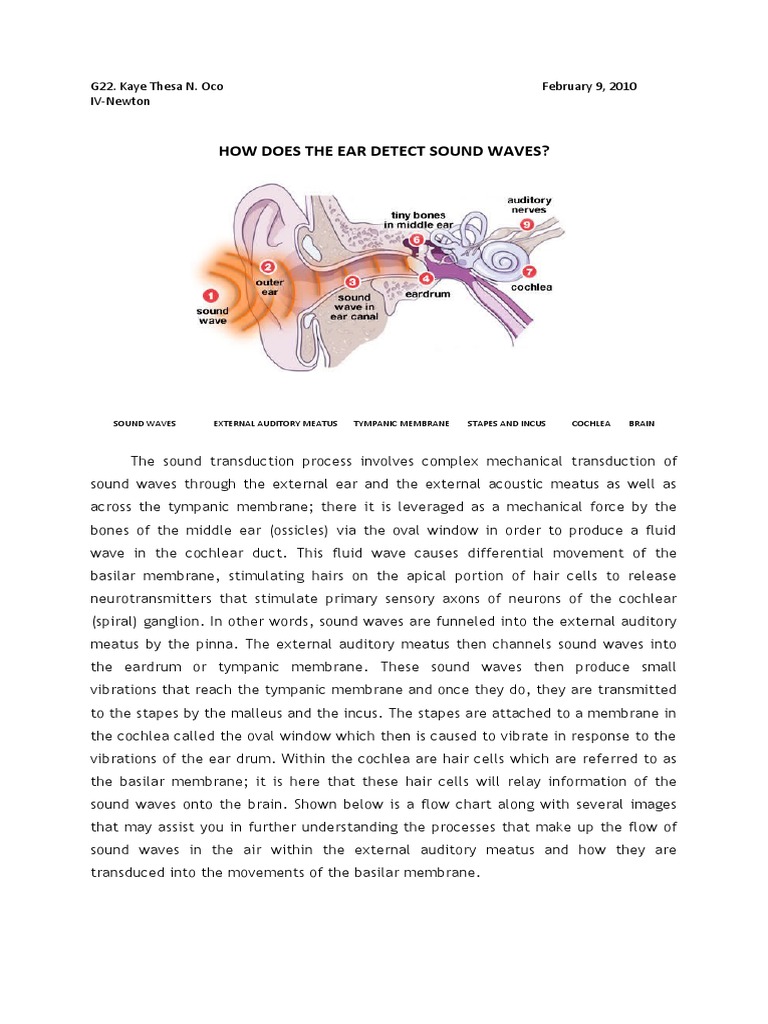 Ear Sound Wave Detection Process | PDF