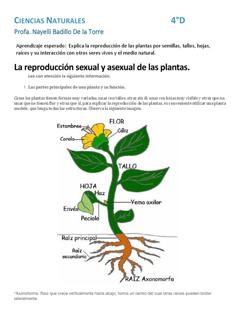 La Reproducción Sexual y Asexual de Las Plantas | PDF | Flores ...