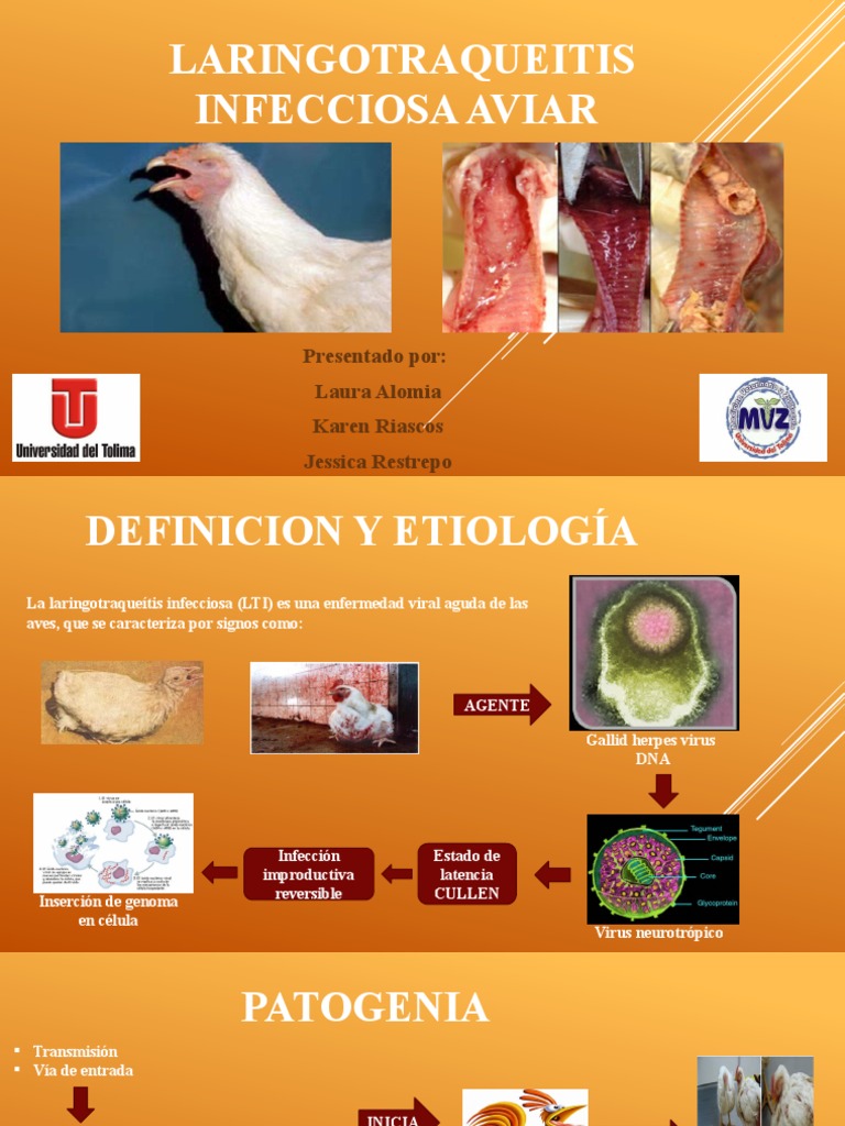 Laringotraqueitis Infecciosa Aviar EXPOSICION FINAL | PDF | Inmunidad ...