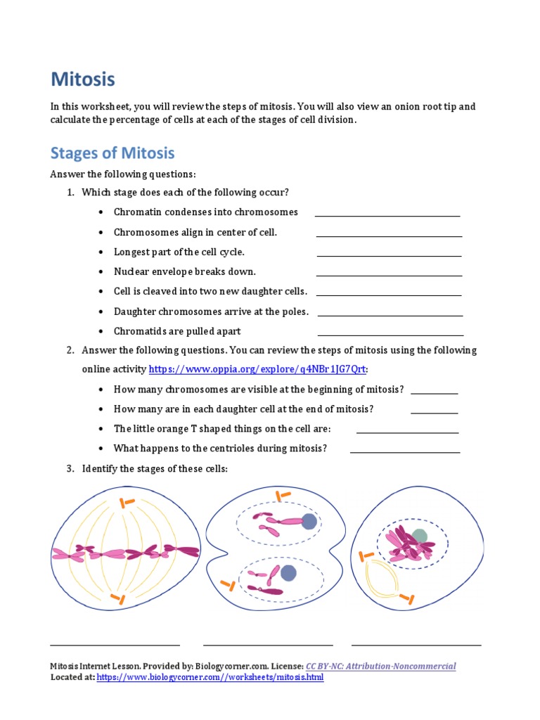 Cell Division Mitosis And Meiosis Worksheet