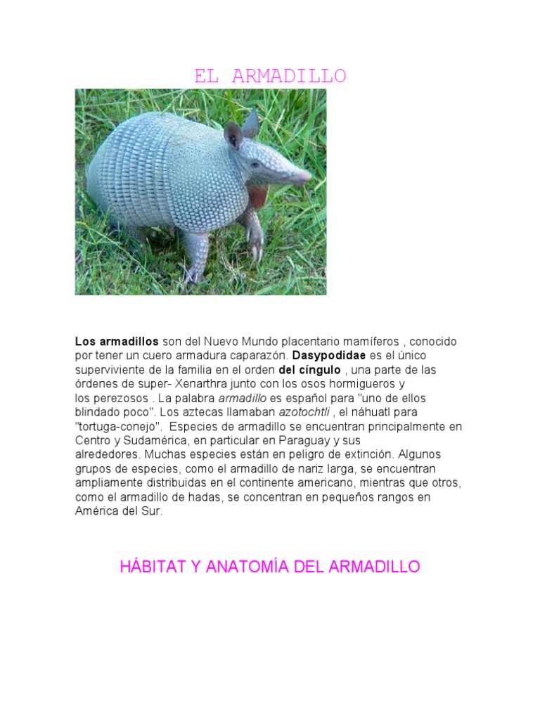 El Armadillo | PDF | Hogar, jardinería y bricolaje