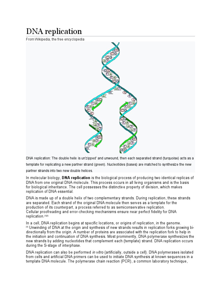 DNA replication: The double helix is un'zipped' and unwound | PDF | Dna ...