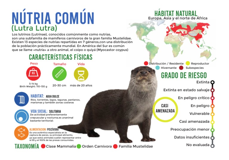 Características de la Nutria Común | PDF | Nutria | Organismos