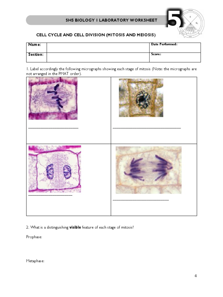Mitosis and Meiosis Lab Worksheet | PDF | Meiosis | Mitosis