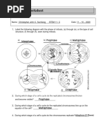 Cell Division | PDF | Mitosis | Meiosis