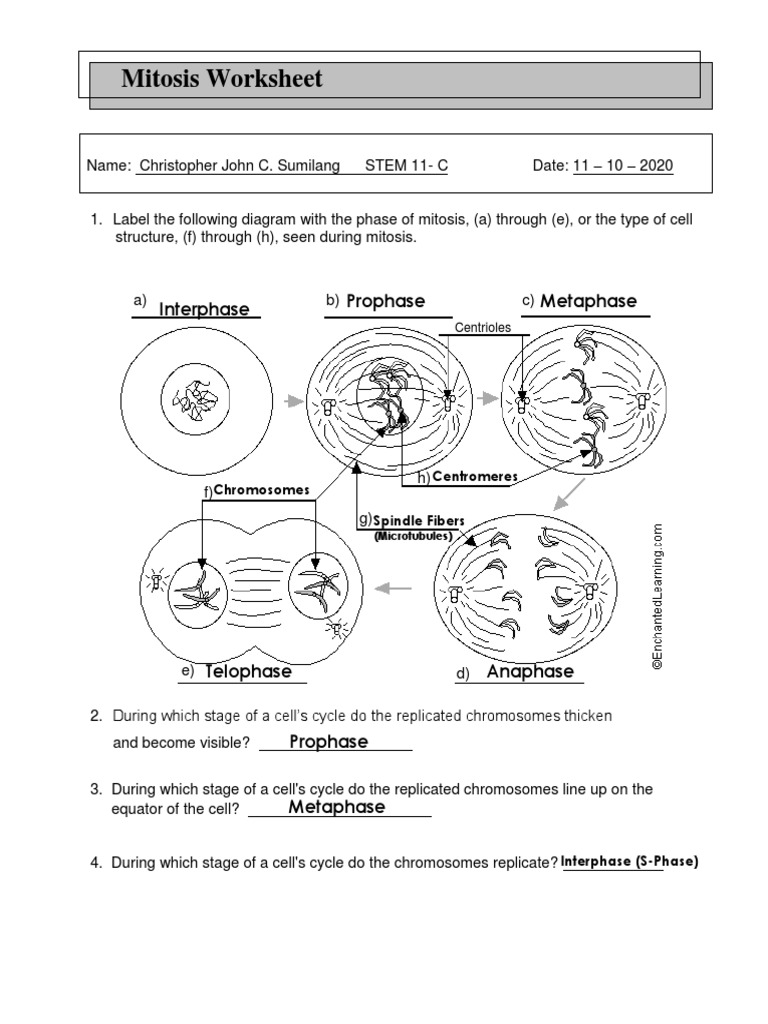 Meiosis Worksheet Identifying Processes Answer Key
