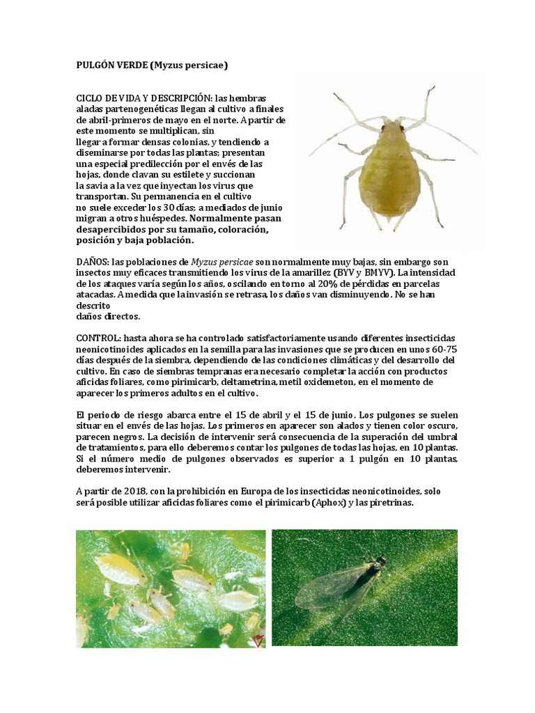 Ciclo de Vida del Pulgón Verde | PDF | Organismos | Naturaleza