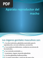 Capas del escroto y su anatomía | PDF