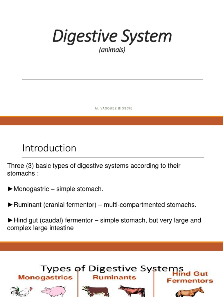 Digestive System: (Animals) | PDF | Ruminant | Human Digestive System