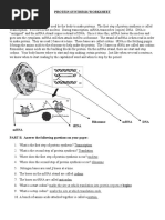 Protein Synthesis Answerkey | PDF