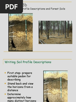 Forest Soil Profile