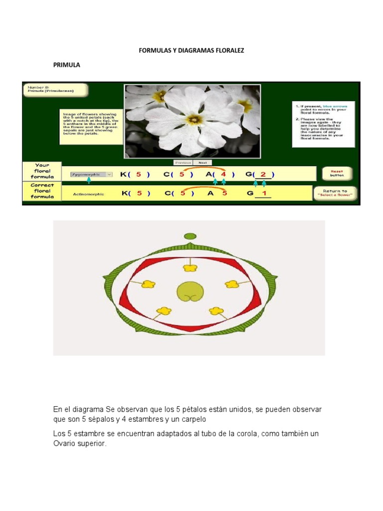 Diagramas Florales | PDF | Hogar, jardinería y bricolaje | Ciencia y ...