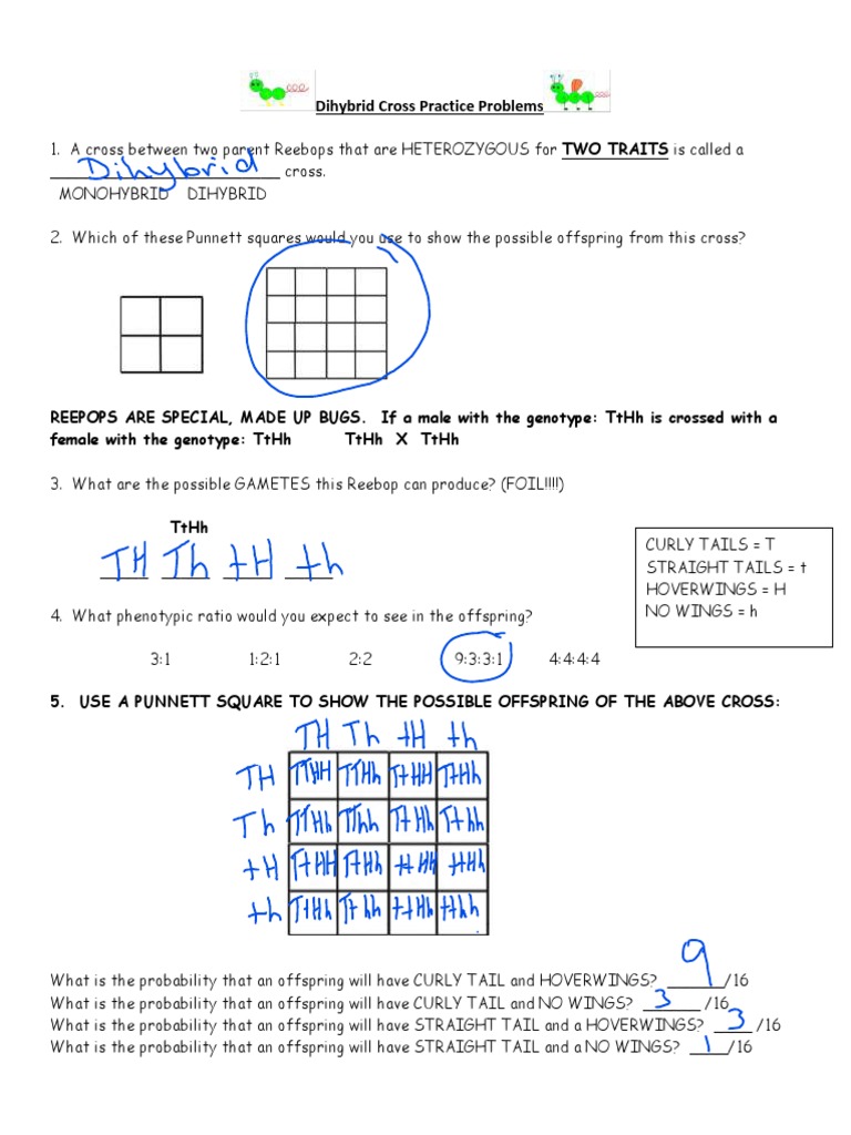 Dihybrid Cross Practice Problems Answer Key | PDF | Dominance (Genetics ...