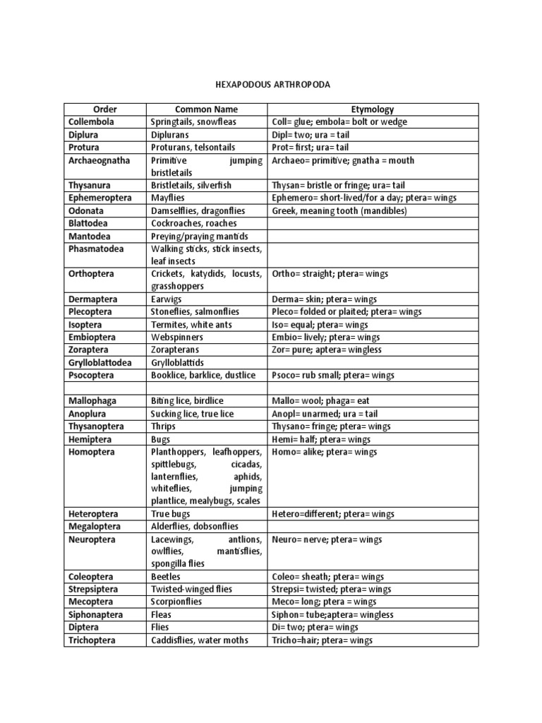 Protura Telsontails Proturans