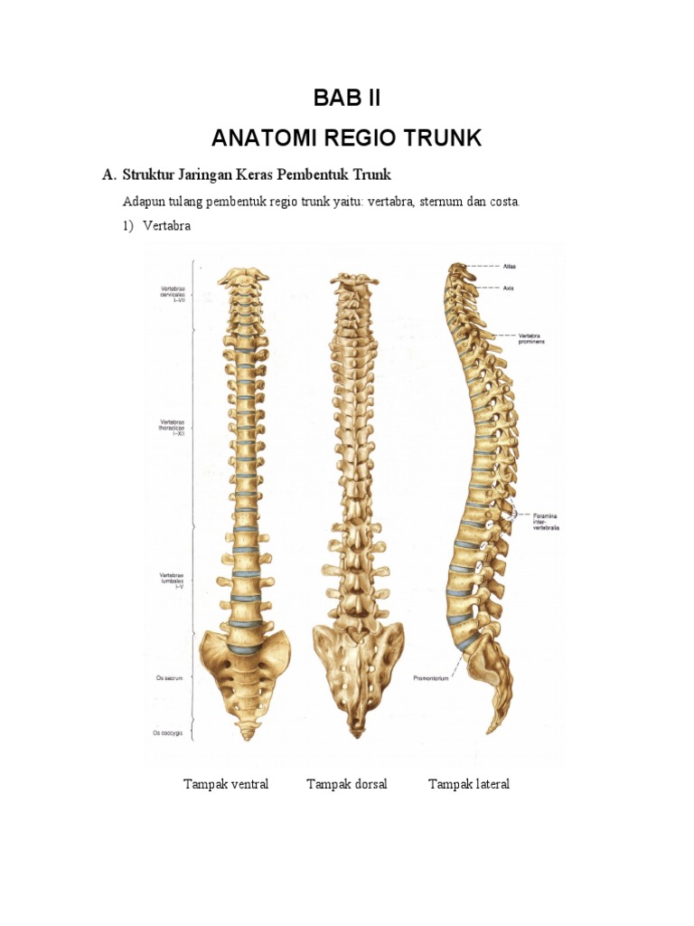 Makalah Anatomi Trunk | PDF
