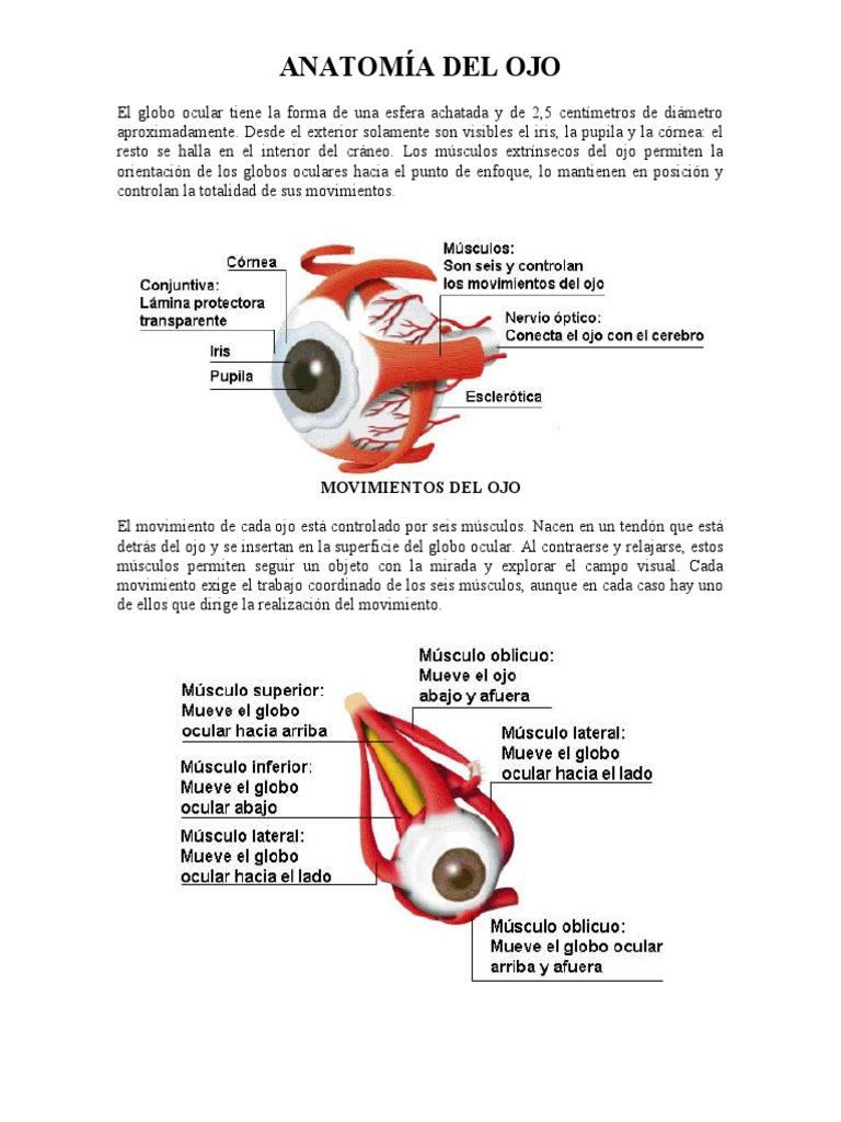 Anatomía Del Ojo | PDF | Ojo humano | Ojo