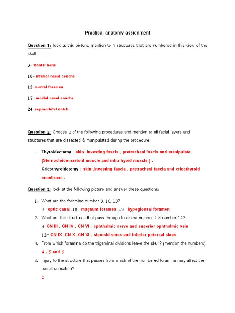 Practical Anatomy Assignment | PDF
