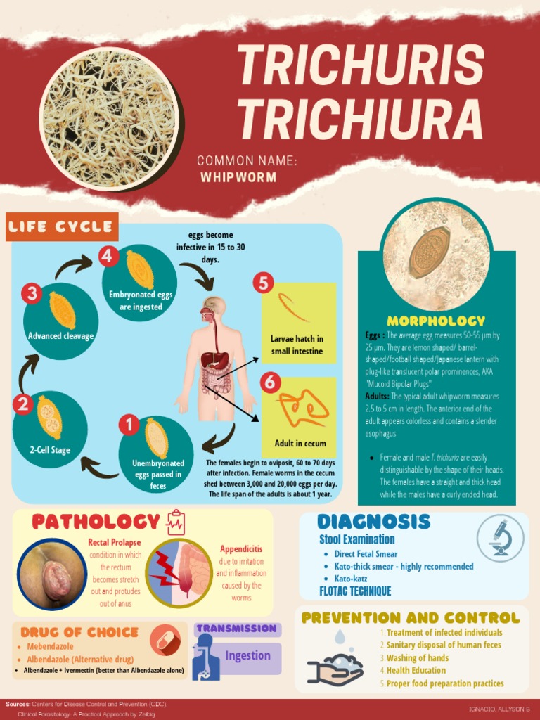 Trichuris Trichiura | PDF | Medical Specialties | Diseases And Disorders